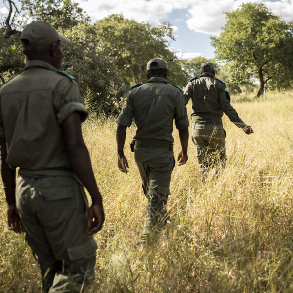 Uncover Kavango Zambezi - Trans Frontier Conservation Area
