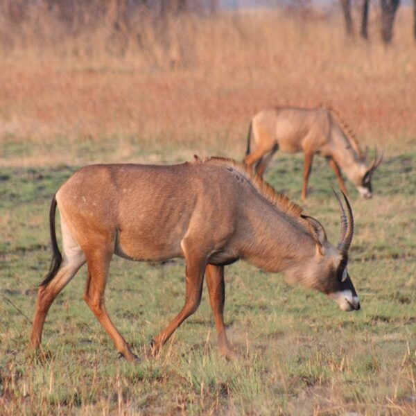 Uncover Kavango Zambezi - Trans Frontier Conservation Area