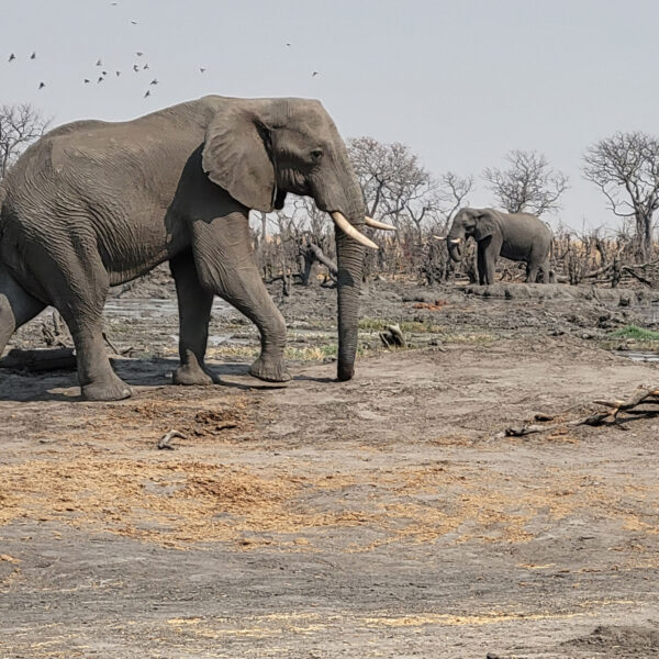 Uncover Kavango Zambezi - Trans Frontier Conservation Area